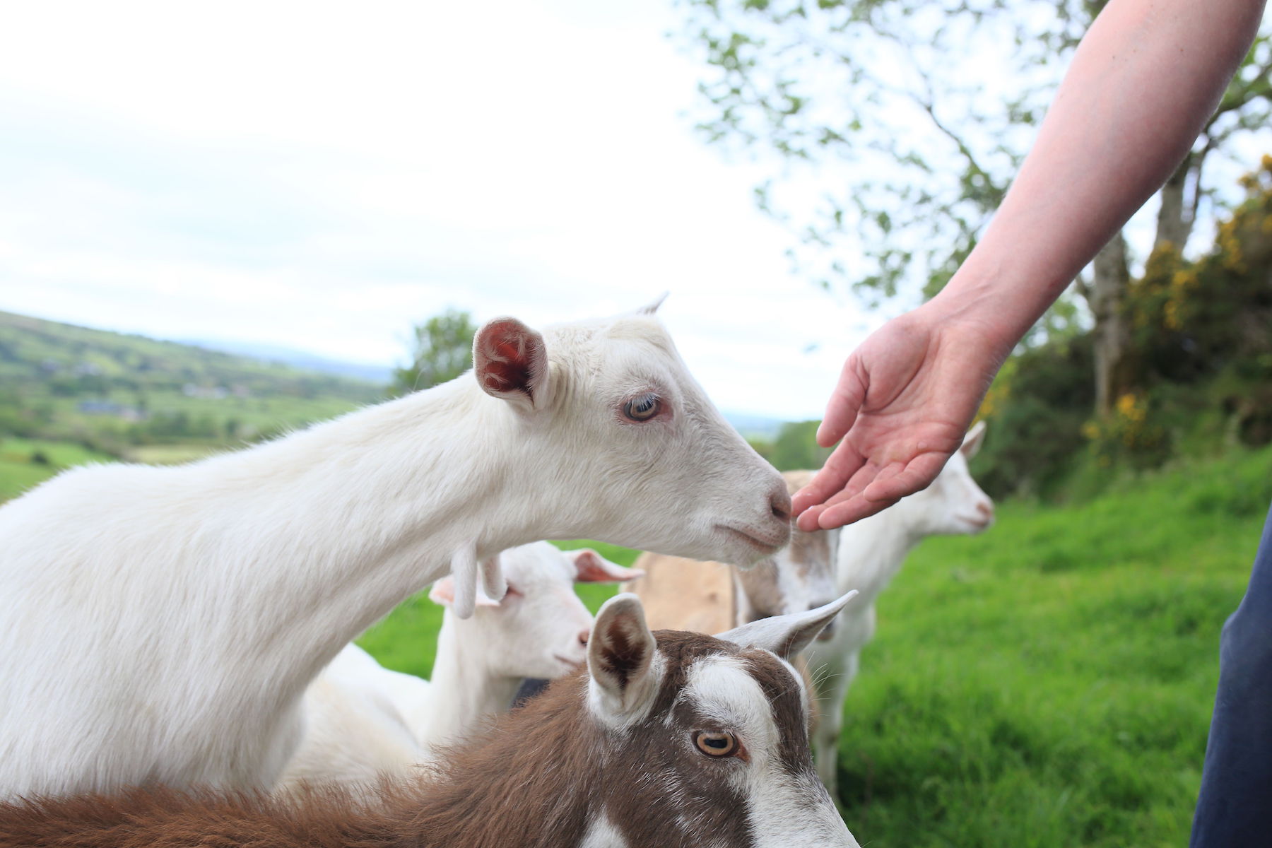 About Us - Craigbane Goat Farm
